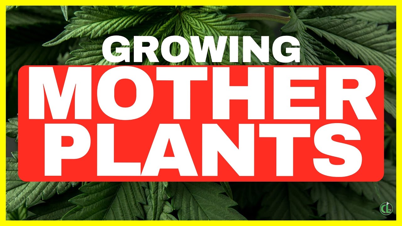 CANNABIS MOTHER PLANTS 101: Why and How to Grow Mothers - ISMOKEIT.NET
