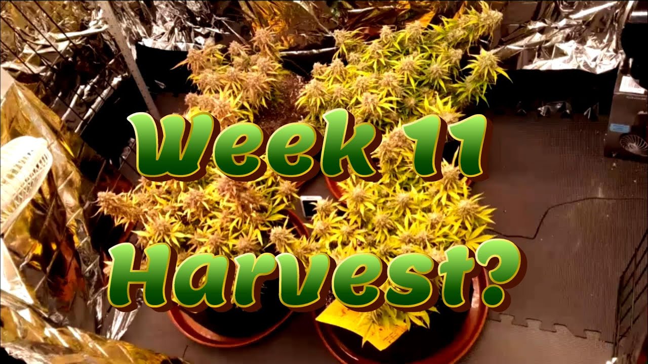 Week 11 Autoflower Grow (Harvest?) - ISMOKEIT.NET