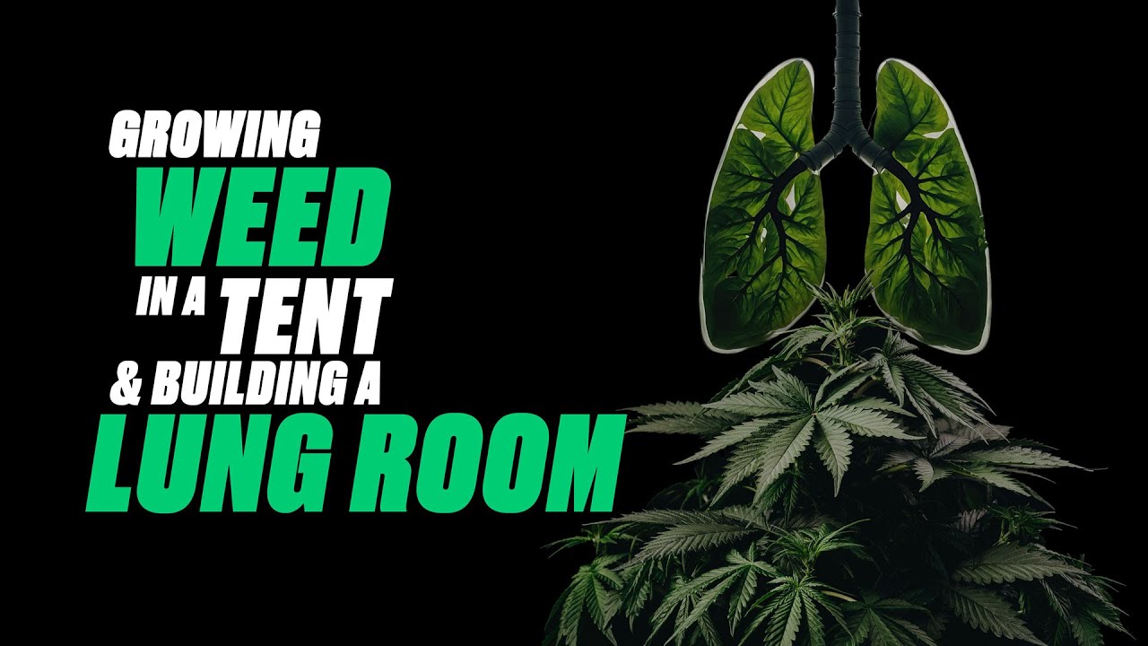 Growing Weed in a Tent and Building a Lung Room - ISMOKEIT.NET